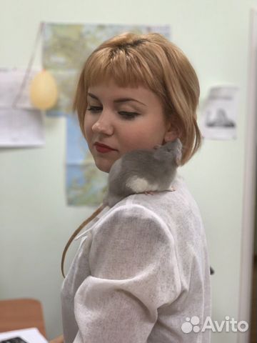 Декоративный крыс