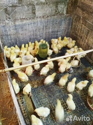 Подрощенные цыплята бройлеров