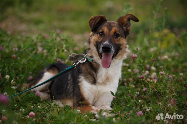 Собака в добрые руки