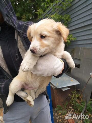 Щенки в добрые руки