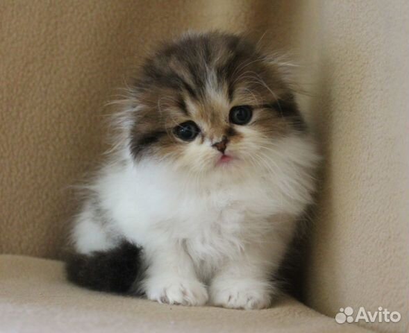 Хайленд фолд маленький ласкун