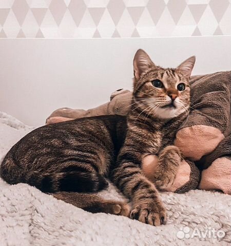 Кошка ласковая в дар