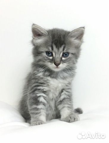 Отдам котенка Шанель 1 месяц девочка