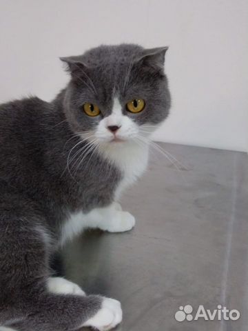 Плюшевая кошечка - 1,5 годика,стерилизована