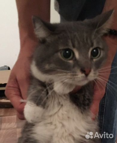 Кисуля ищет дом