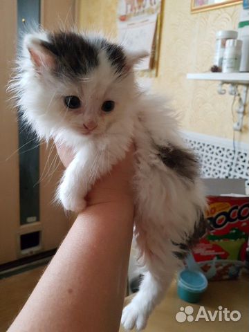 Кот от мышеловки