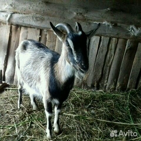 Молочная коза альпийский породы с козочкой