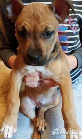 Кобель амстаффа