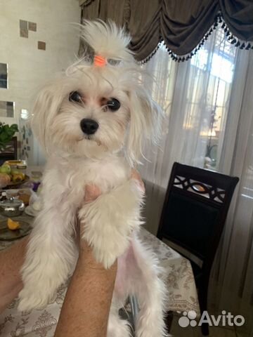 Болоночка в добрые руки