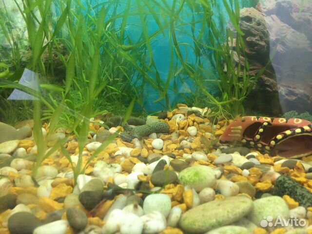 Креветки Черри