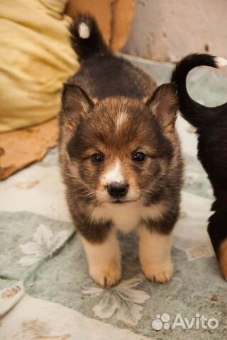 Волчок ищет дом