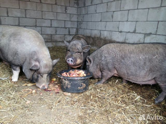 Вьетнамские вислобрюхие