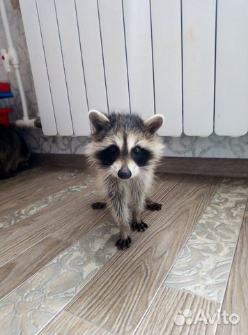 Енот