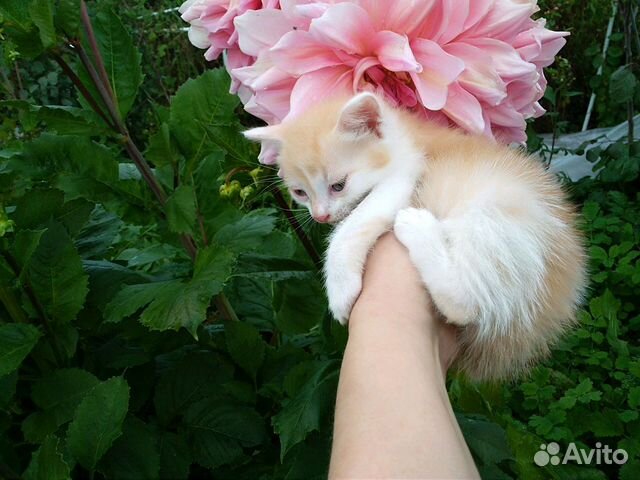 Рыжие кошки к достатку и деньгам
