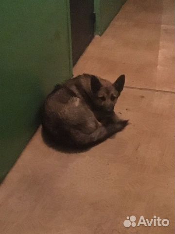 Собака на участок