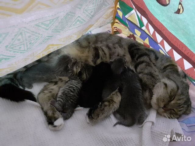 Кошеа вислоухая, даром в добрые руки