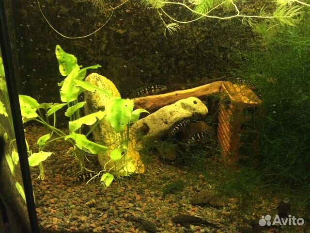 Оптом Лампролодус апельсиновый, юлидохромисы