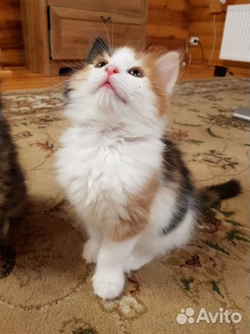 Сибирский котенок, девочка