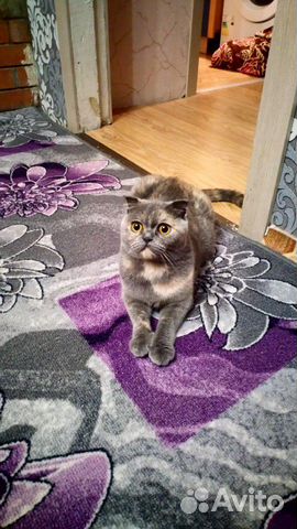 Шотландская веслоухая (скоттиш-фолд)