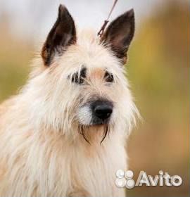 Чика- очень красивая и скромная девочка