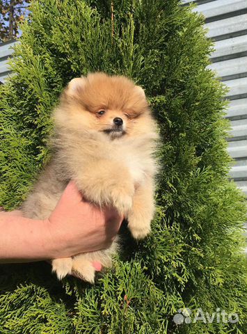 Рыжие красавицы