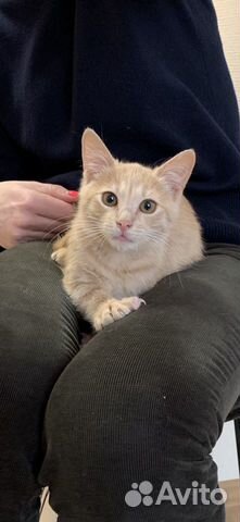 Котик рыжик 4 месяца