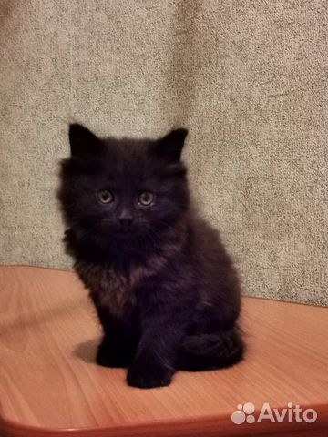 Котенок в добрые руки