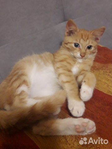 Рыжик котенок мальчик в дар