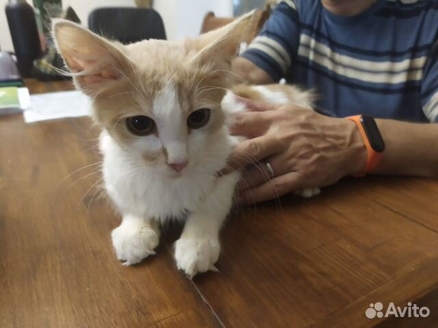 Ласковый котенок