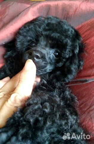 Щенок той пуделя