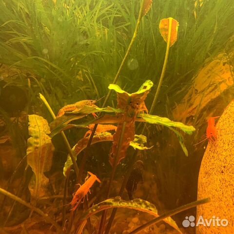 Рак аквариумный