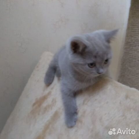 Клубные шотландские прямоухие котята