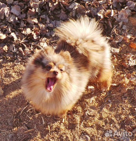 Вязка шпиц мерле С подп