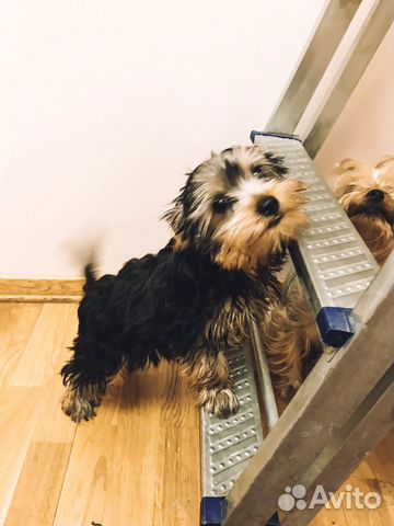 Еркширский терьер