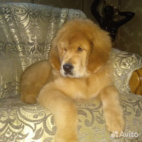 Щенки тибеты