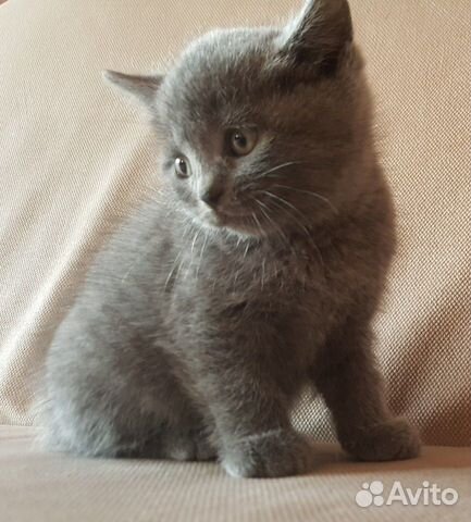 Очаровательные малыши в добрые руки