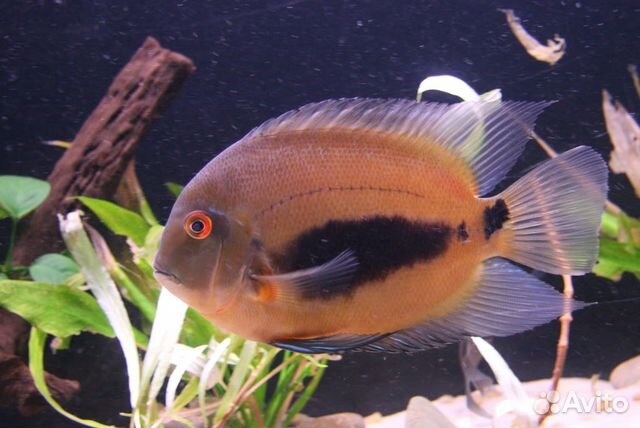 Цихлида Уару