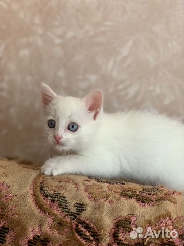 Котёнок помесь тайской породы