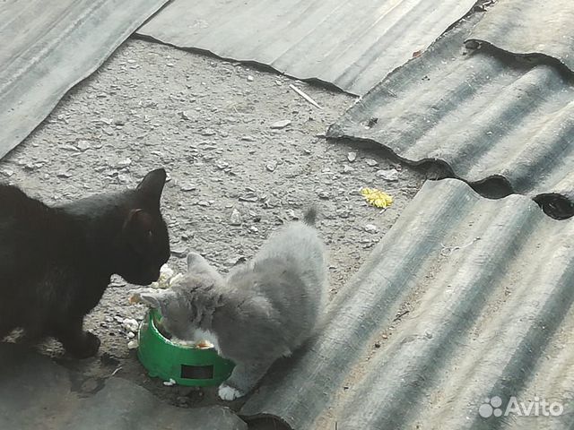 Котята - даром, дружба - бесценно