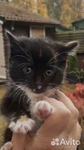 Котеночек девочка