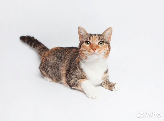 Кошка Лира ищет дом