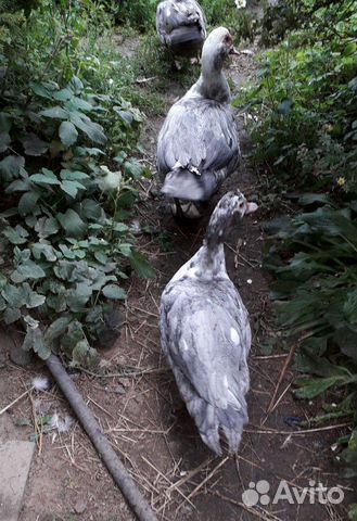 Голубые индоутки