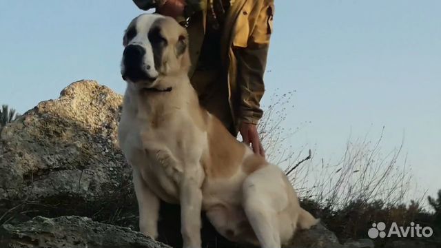 Щенок среднеазиатской овчарки