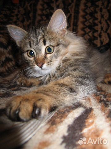 Коричневый пушистый котено девочка в добрые руки