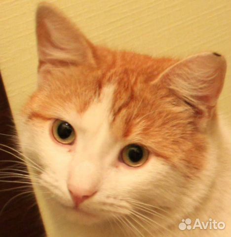 Котик - мышелов, ищет дом и хорошего хозяина