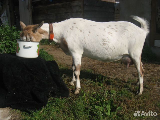 2 высокоудойные покрытые козы