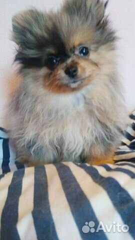 Мини чудо Девочка мерле