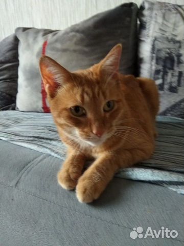 Кот Тихон