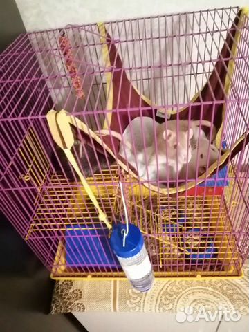 Крыски ищут дом