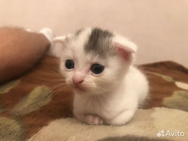 Продам котят